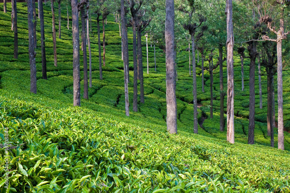 The Role of Shade Trees in Tea Estates – Tea Trunk