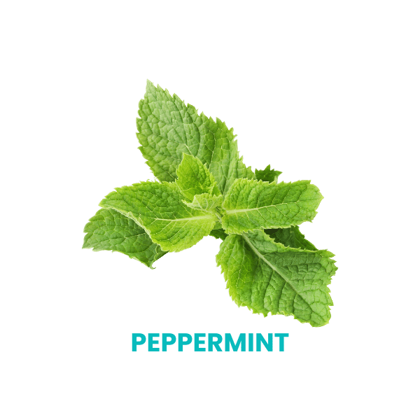 Buy Tea online to help with issues related to PCOS from Tea Trunk